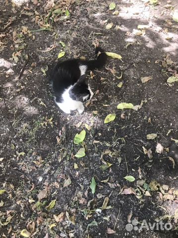 Котята
