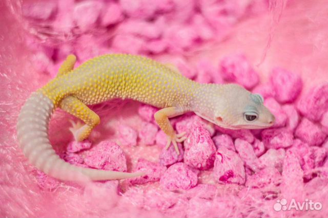 Геккон Эублефар малыш