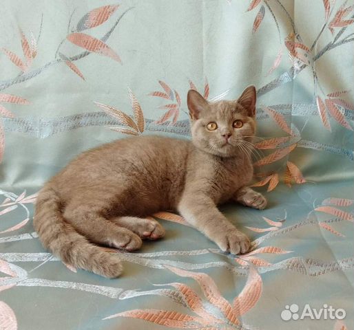 Британские лиловые короткошерстные котята