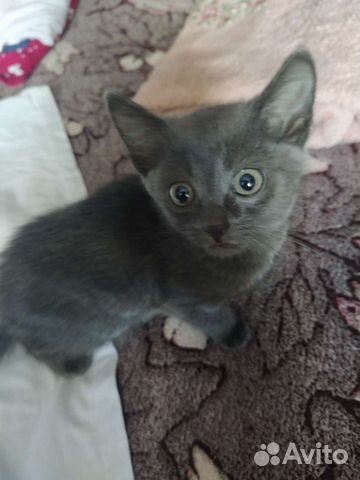 Котята, без породы, уникальные