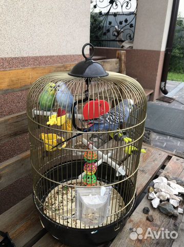 Попугайчики волнистые