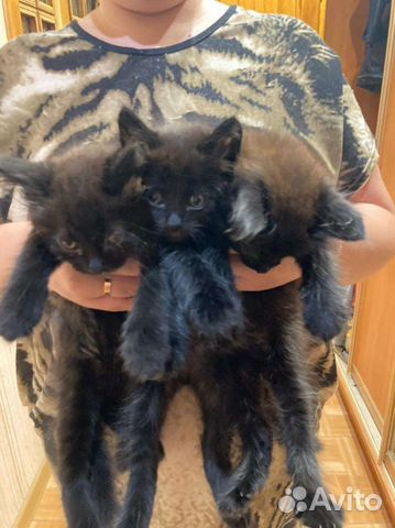 Котята в добрые руки бесплатно