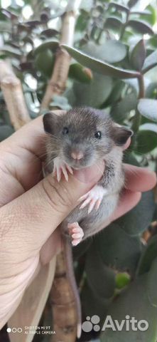 Крысята дамбо