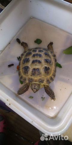 Черепаха сухопутная