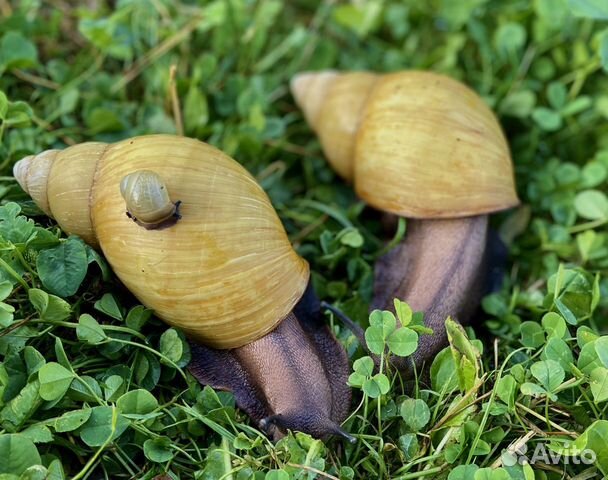 Улитки архахатины