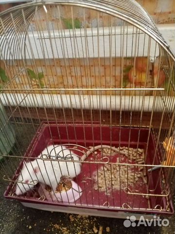 Продам крысу с клеткой