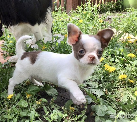 Чихуахуа mini и micro