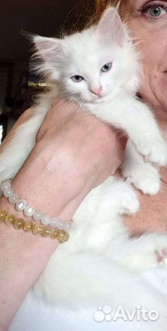 Турецкая ангора