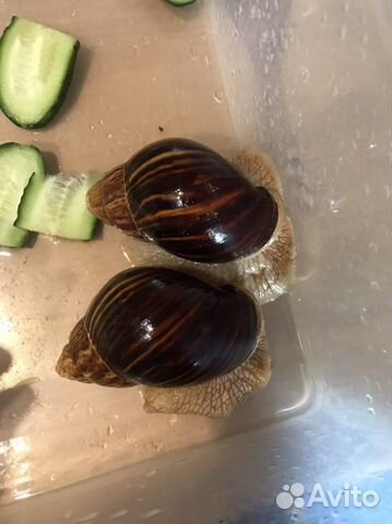 Улитки ахатины