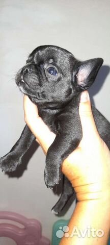 Красотульки