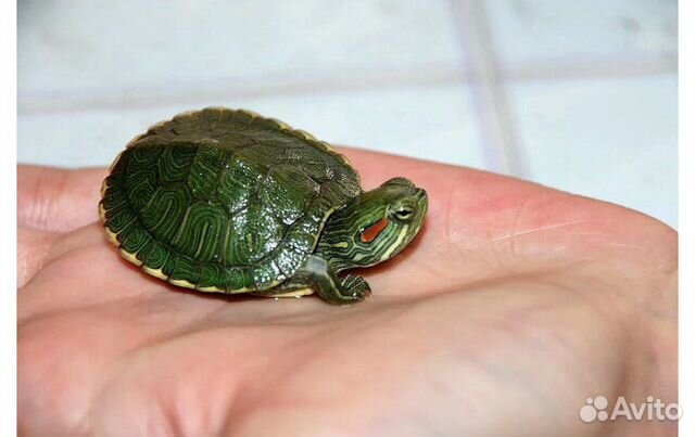 Красноухие черепахи