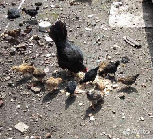 Курица с цыплята и