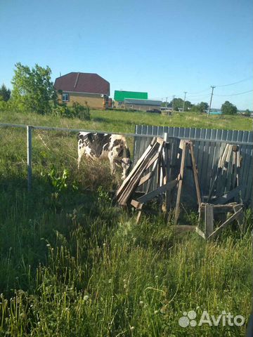 Корова стельная