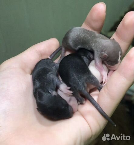 Крысята дамбо (на бронь)