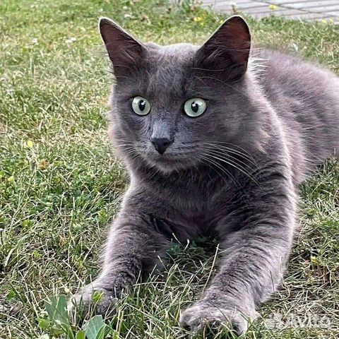 Котята русская голубая
