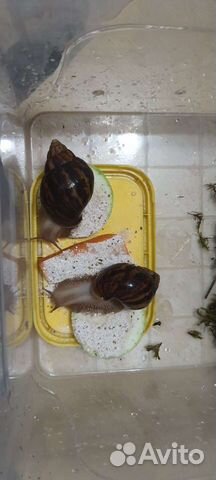 Иммакулята