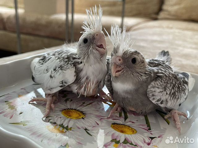 Птенцы корелл