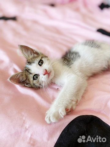 Котёнок Васька в добрые руки