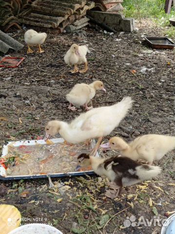 Мускусные утята