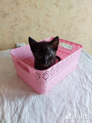 Котенок