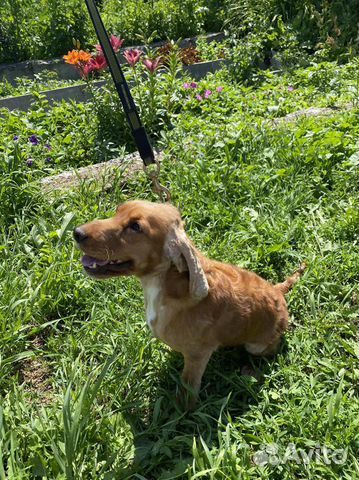 Английский кокер спаниель