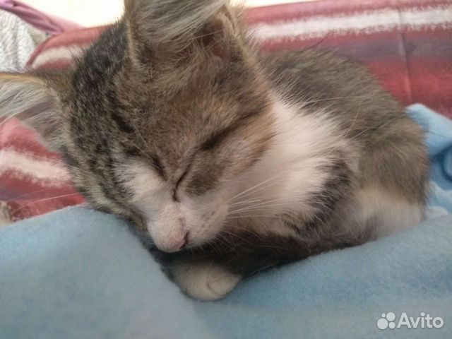 С Р О Ч Н О отдам котёнка бесплатно