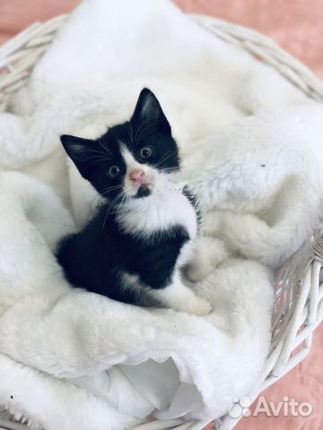 Котенок в добрые руки