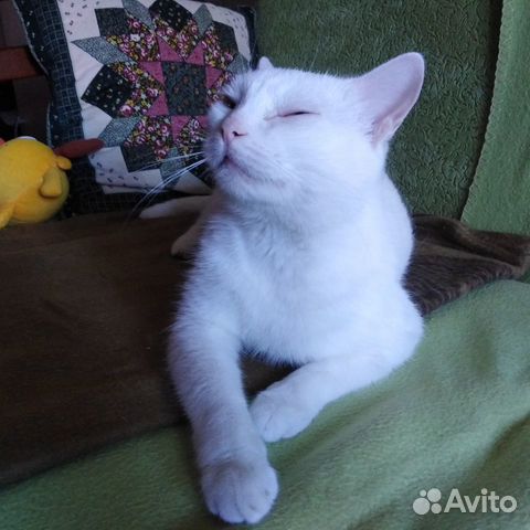 Кошка в дар