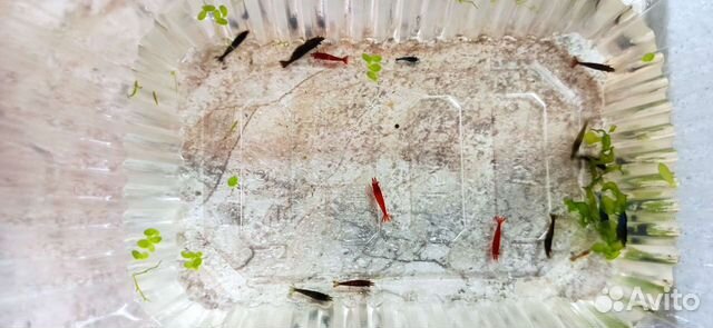 Отбраковка креветок. Рыбки Минор