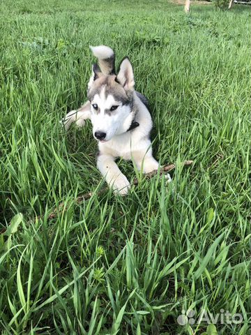 Сибирский хаски