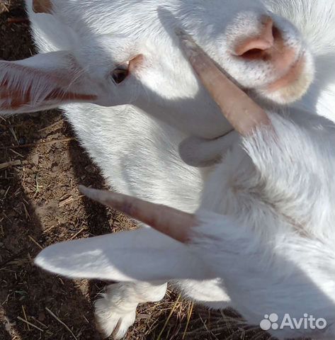 Молодые козочки