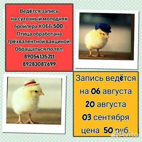 Цыплята бройлеры суточные