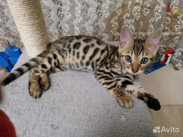 Бенгальские котята