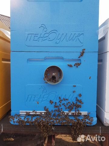 Продам семьи пчёл