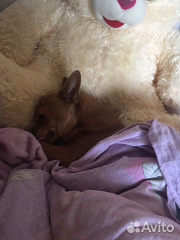 Собака чихуахуа