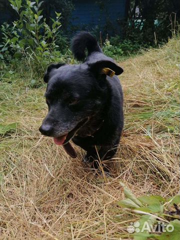 Коротколапая собачка мечтает найти дом