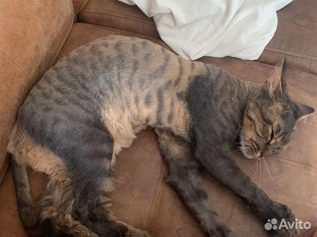 Сибирский кот