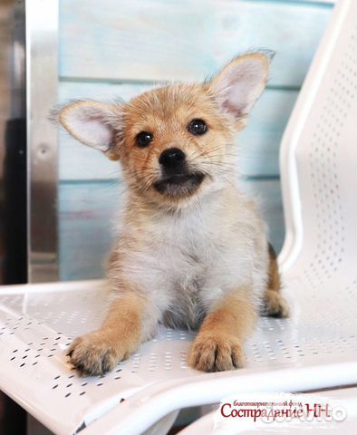 Щеночек ищет дом