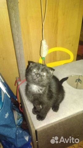 Шотландцы коята бесплатно