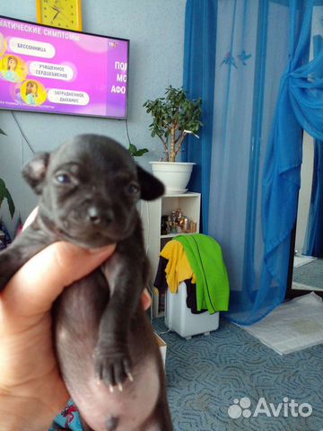 Мини той-терьер малюсенький щеночек ушки встали по