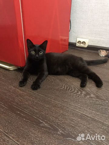 Кошка 7-8 мес