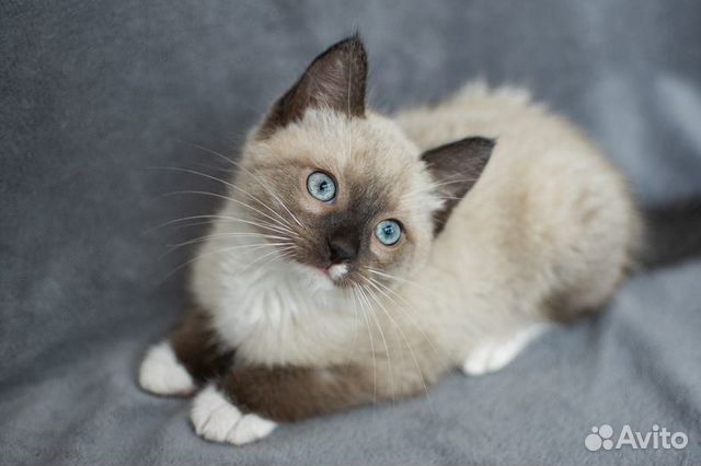 Тайский котенок Вайт в дар