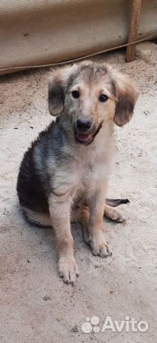 Щенок в добрые руки