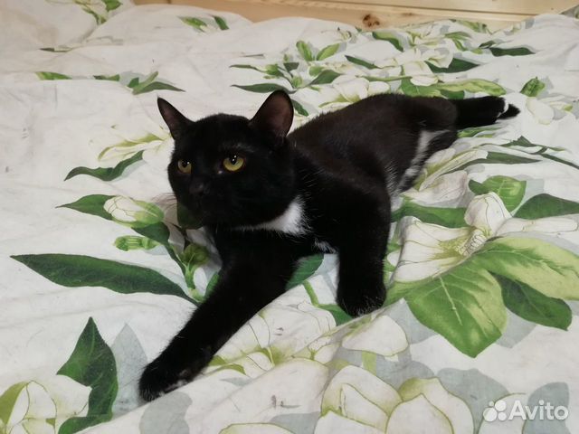 Котик в добрые руки