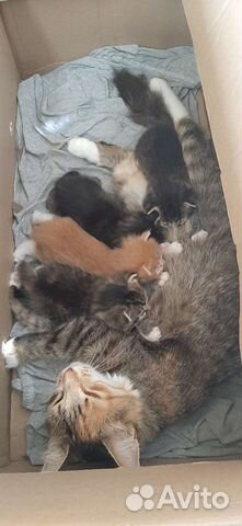 Отдам кота в добрые руки