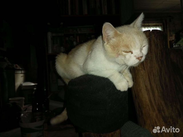 Кот Валера, только в добрые руки