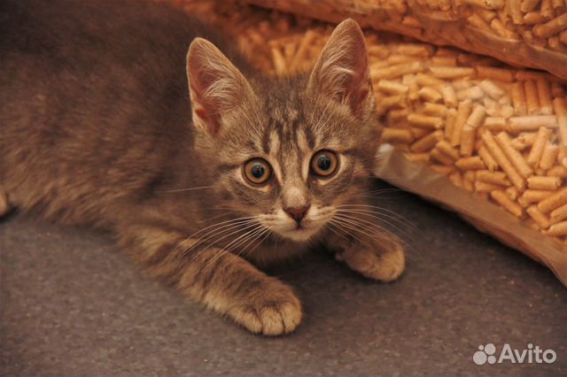 Котенок Мышонок в дар
