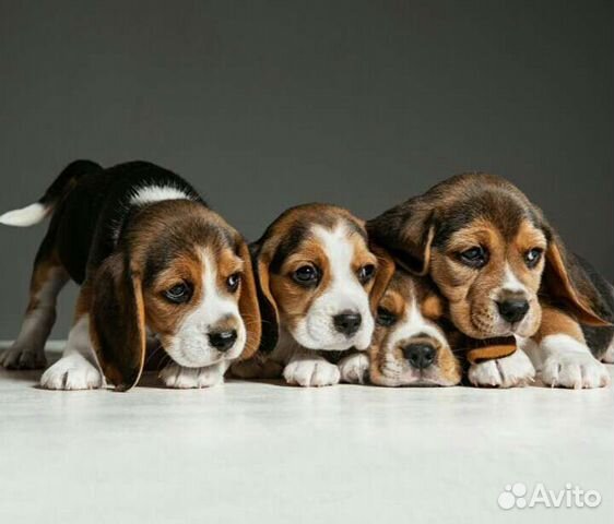 Бигль с документами РКФ