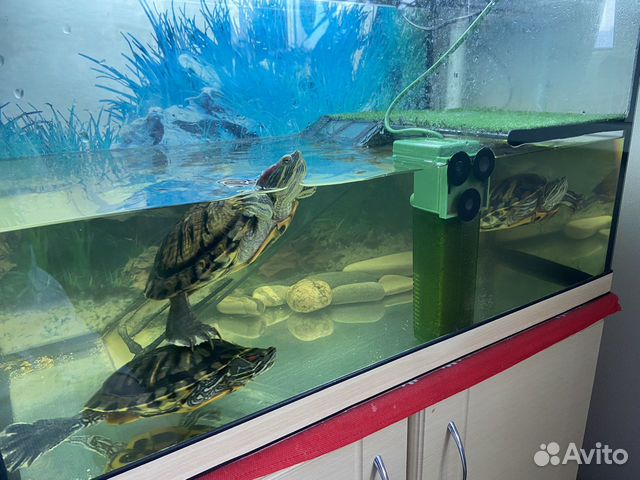 Красноухие черепахи