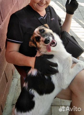 Собака щенок 5 месяцев девочка в добрые руки